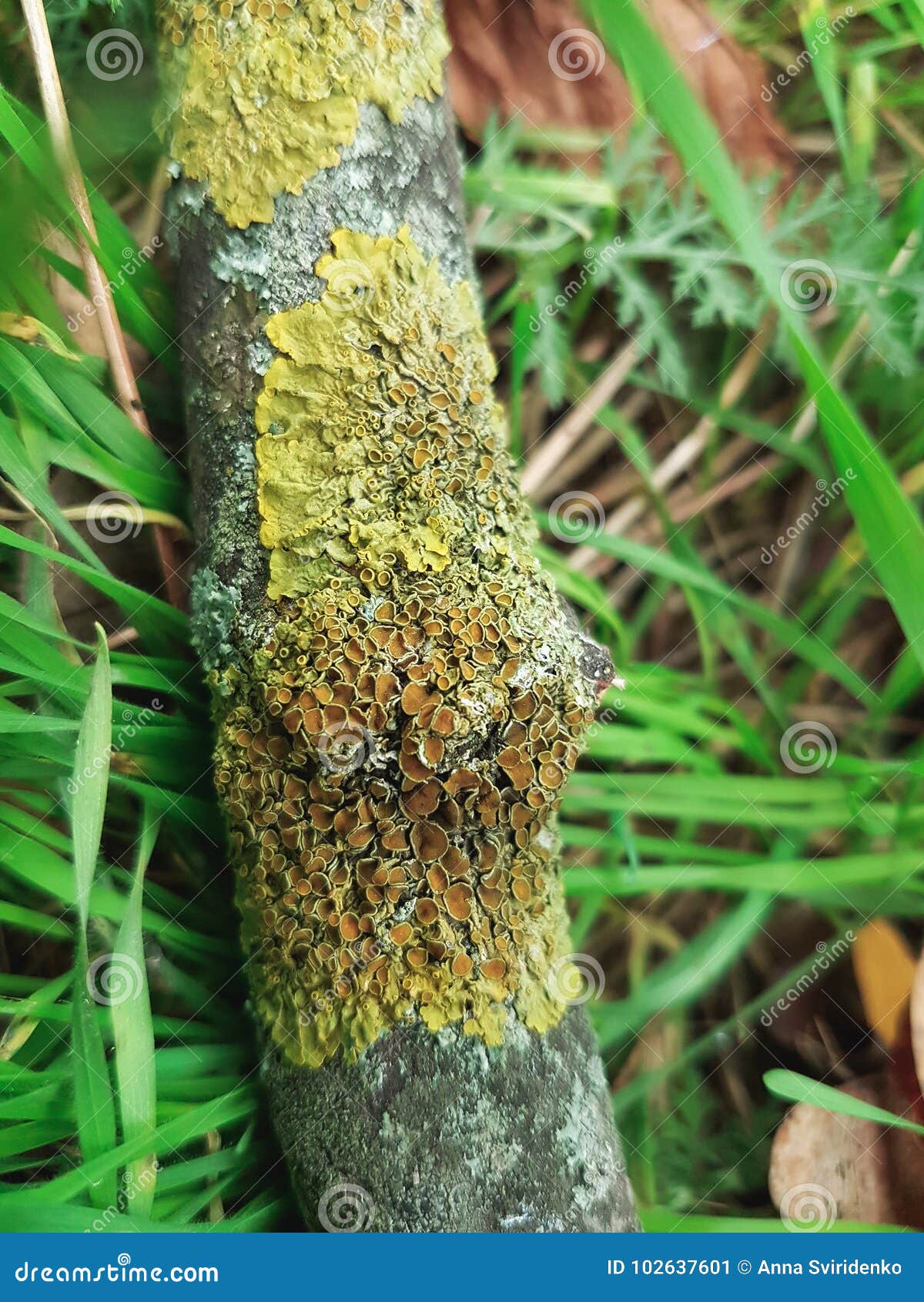 Lichens on the branch stock image. Image of ground, lichen - 102637601