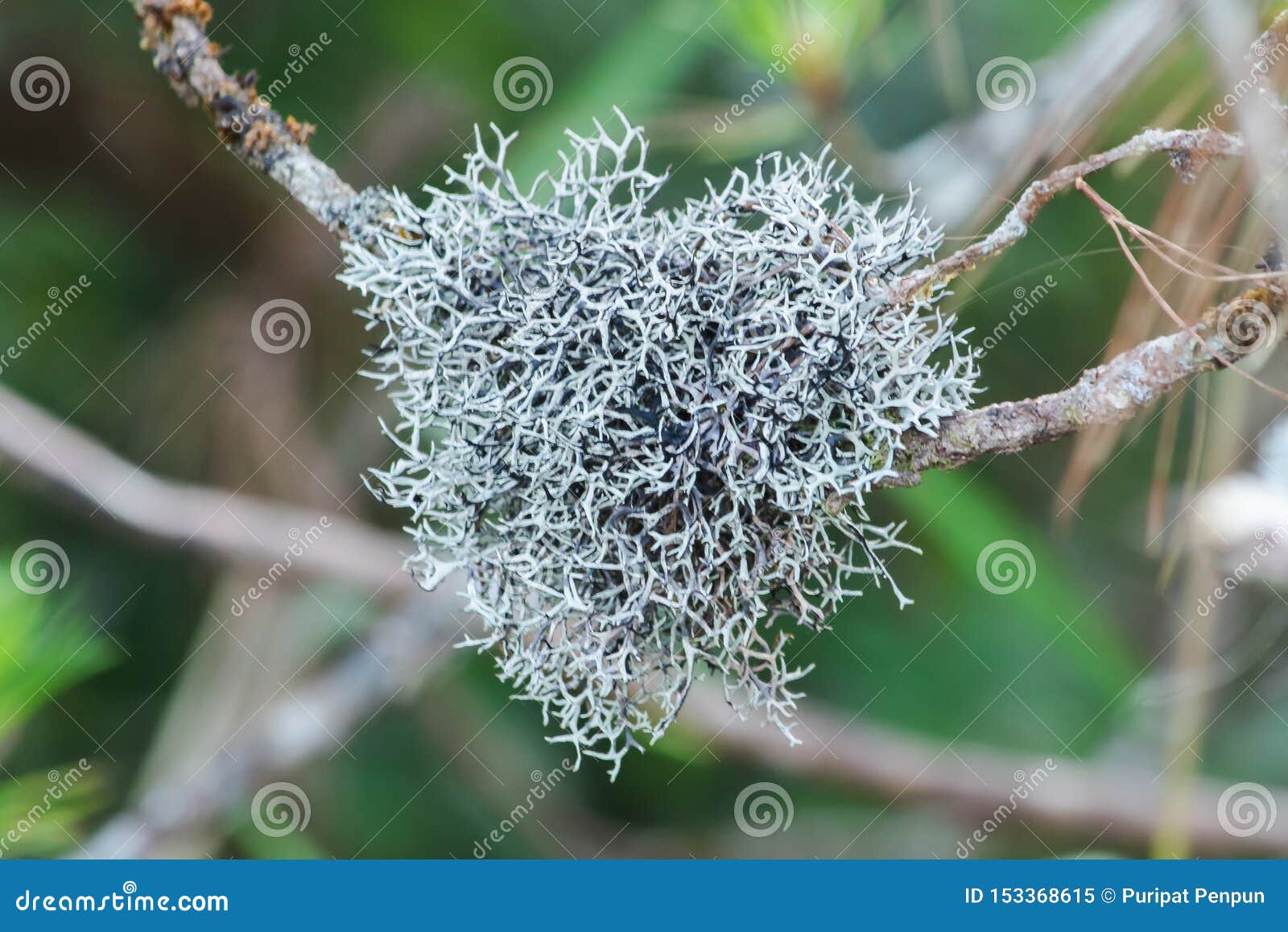 Lichens on Branches in the Forest Stock Image - Image of fungus, lichen ...