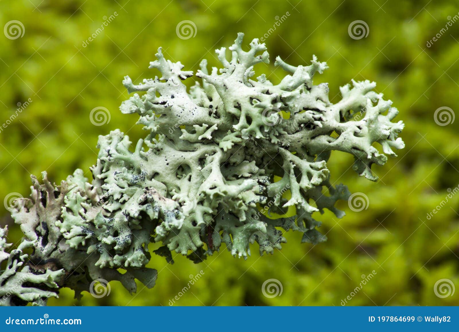 Lichens on Branches Growing in the Forest. Stock Image - Image of ...
