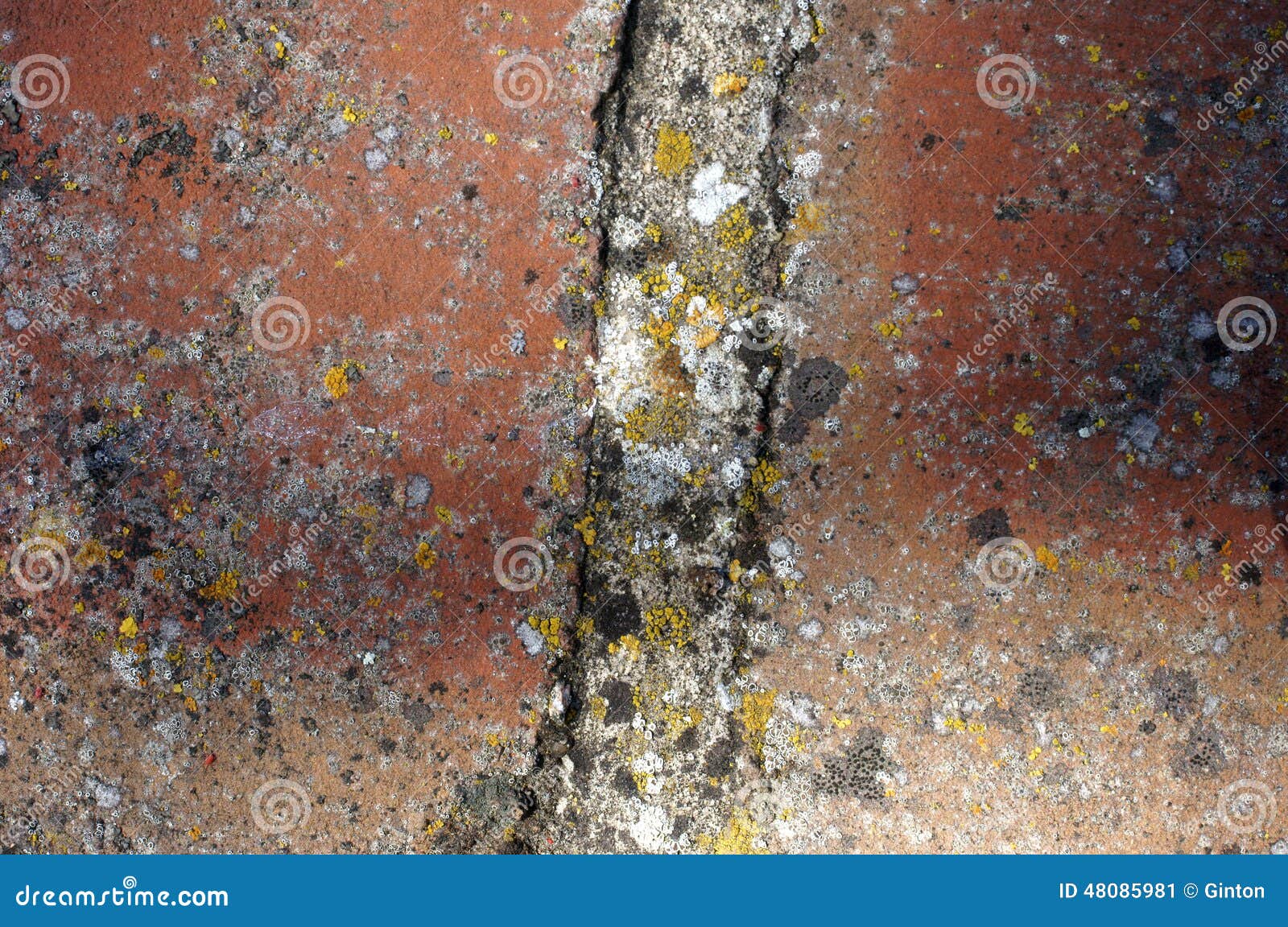 Lichens on Brick stock image. Image of mineral, joint - 48085981