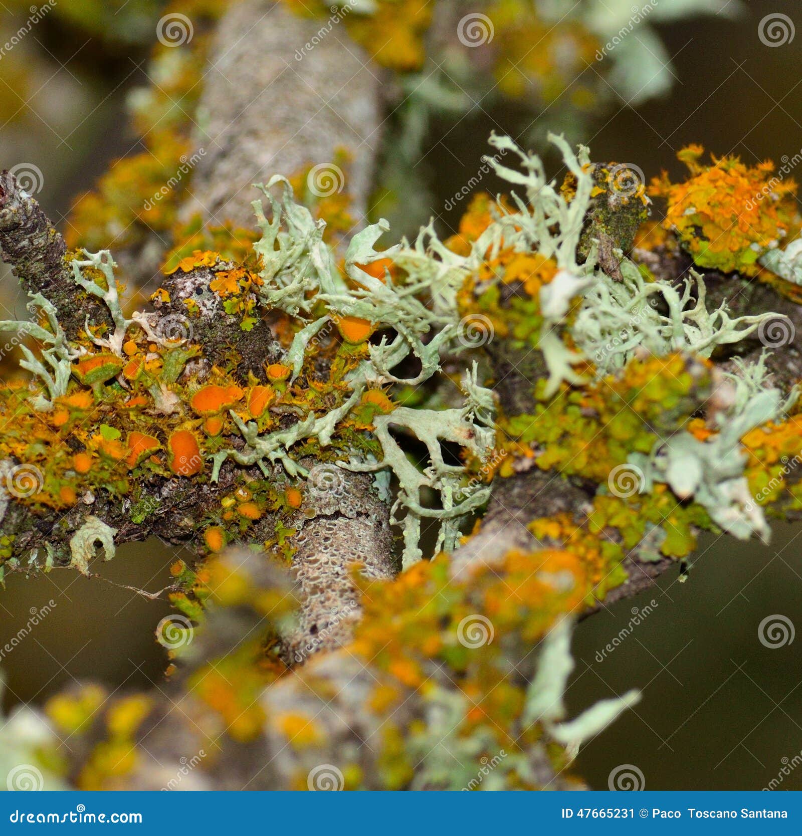 Lichens of Colors on Tree Branch Stock Image - Image of fungi ...