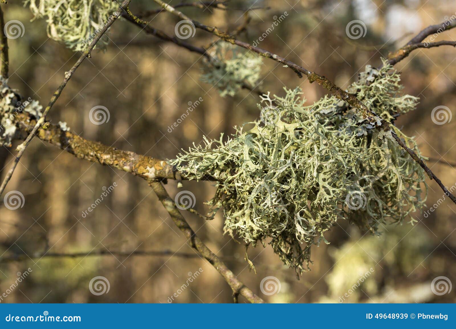 Lichens De Couleurs Sur La Branche D'arbre Image stock - Image du ...