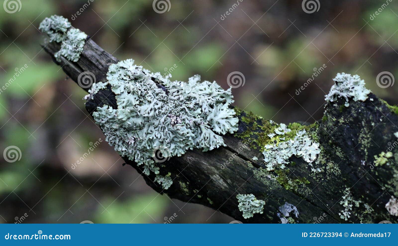 Lichens on a Dead Tree Close - Up View Stock Photo - Image of wildlife ...