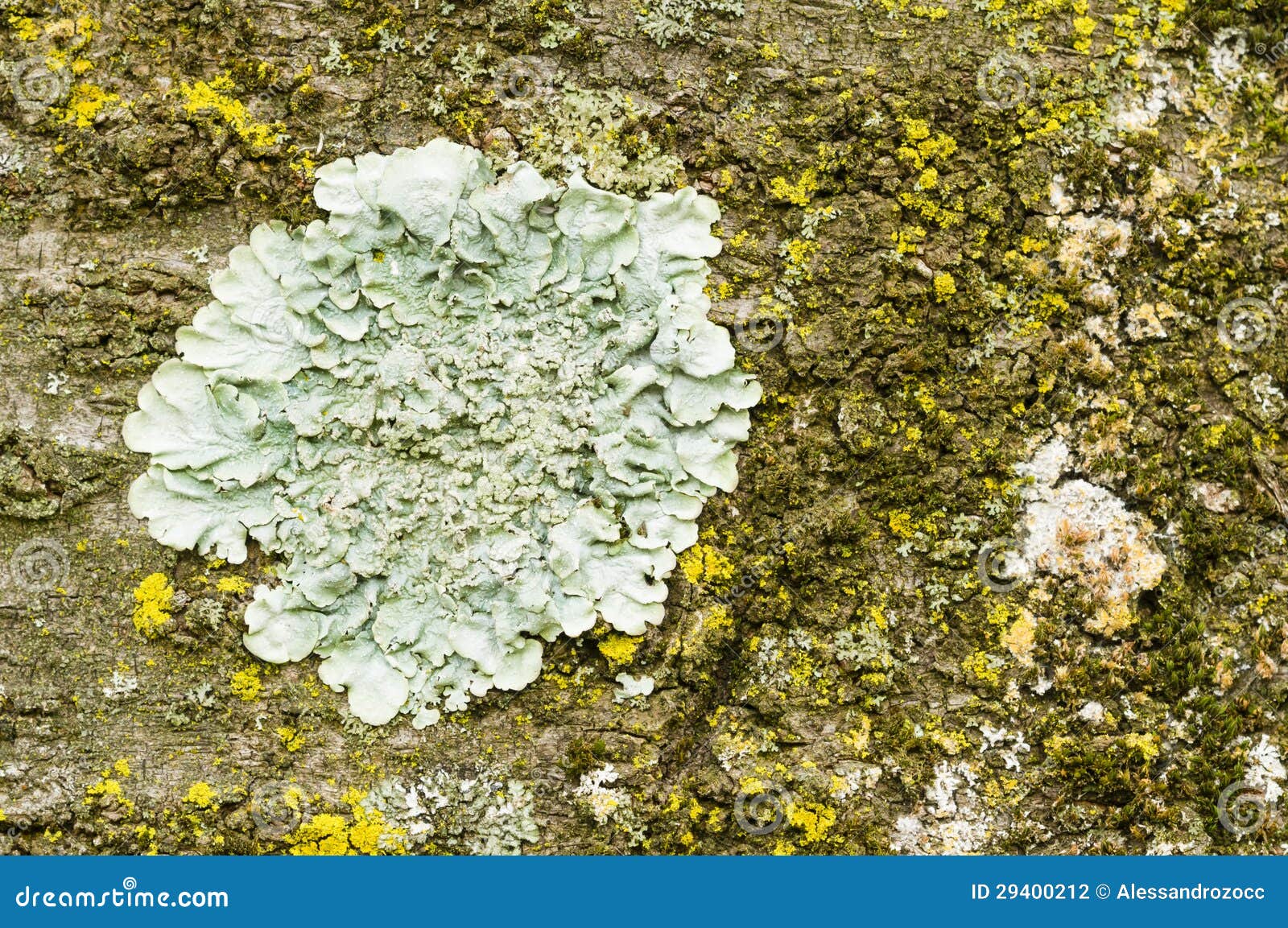 Lichens of Different Colors Stock Photo - Image of lichen, plant: 29400212