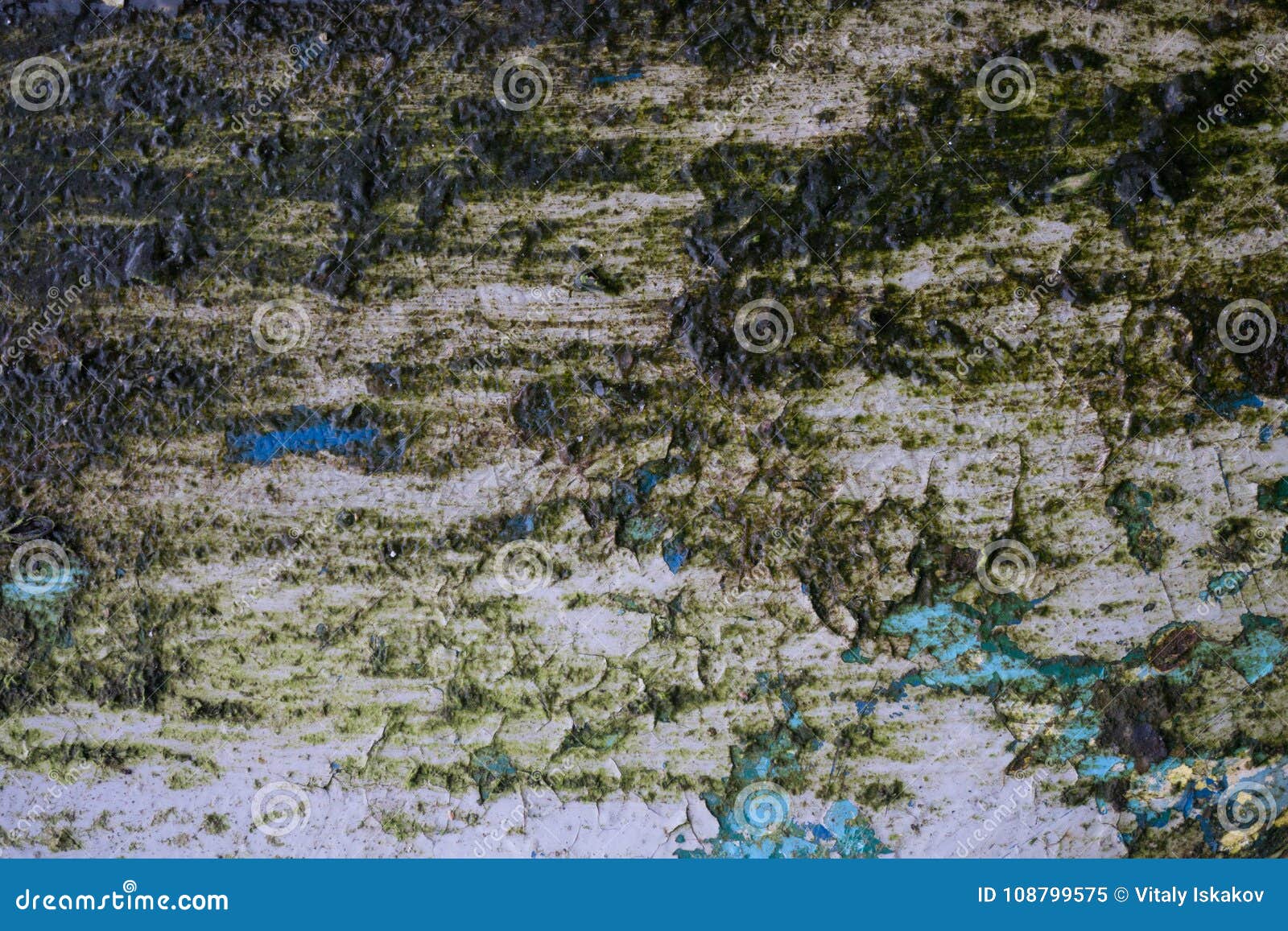 Lichens are Frozen on the Wall in the House . Stock Image - Image of ...