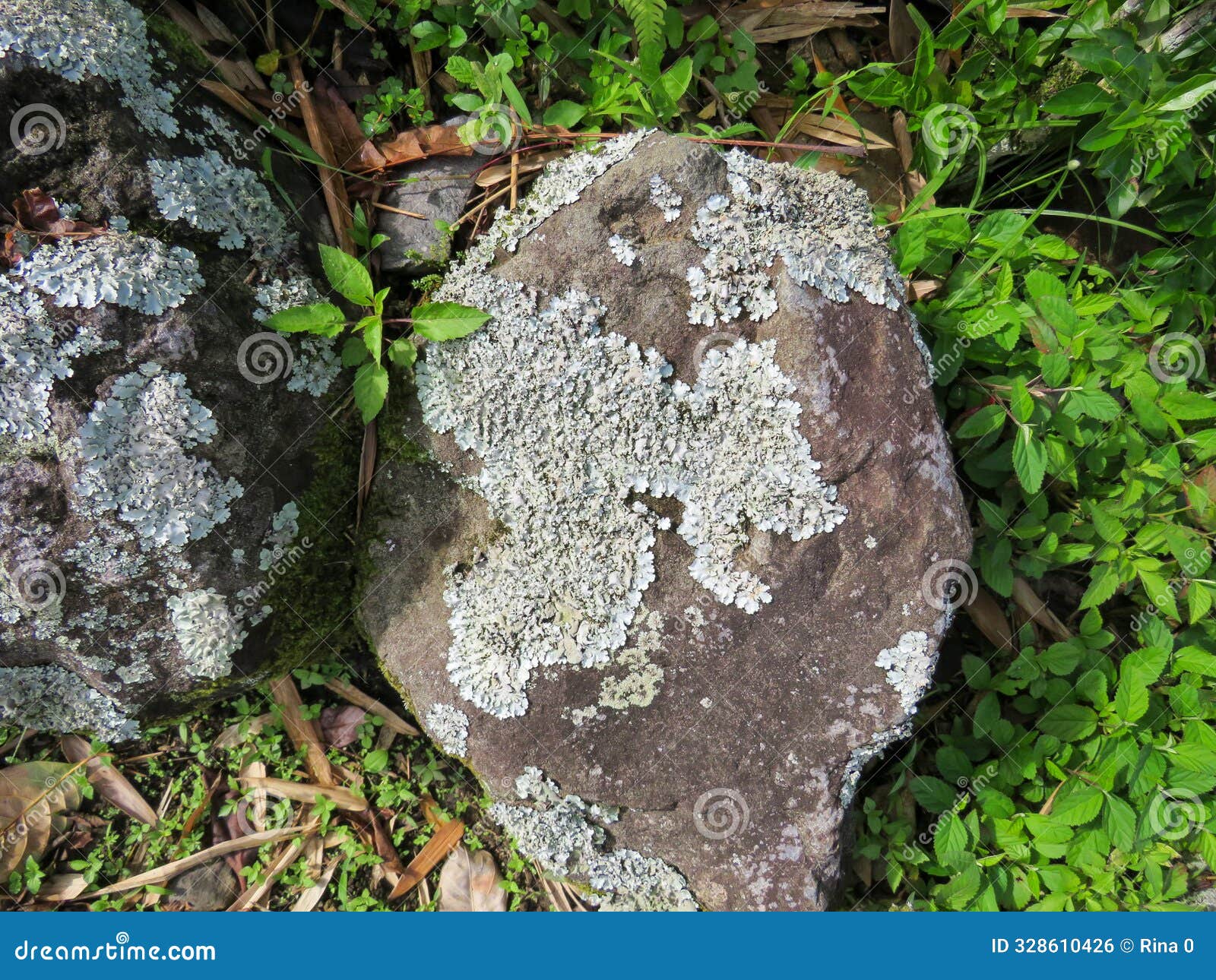 Lichens that Grow on Rocks. Stock Photo - Image of growth, outdoor ...