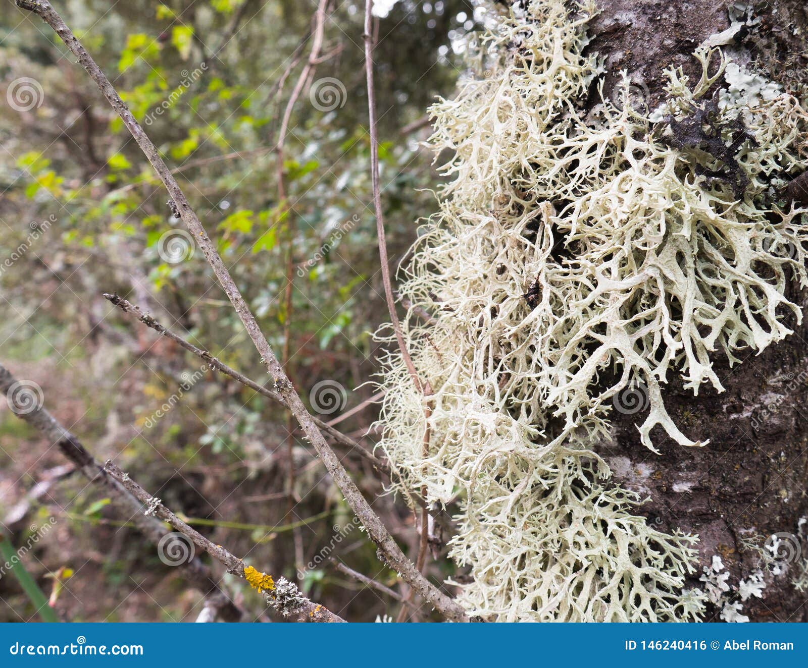 Lichens Growing on the Branches of Trees Stock Photo - Image of forest ...