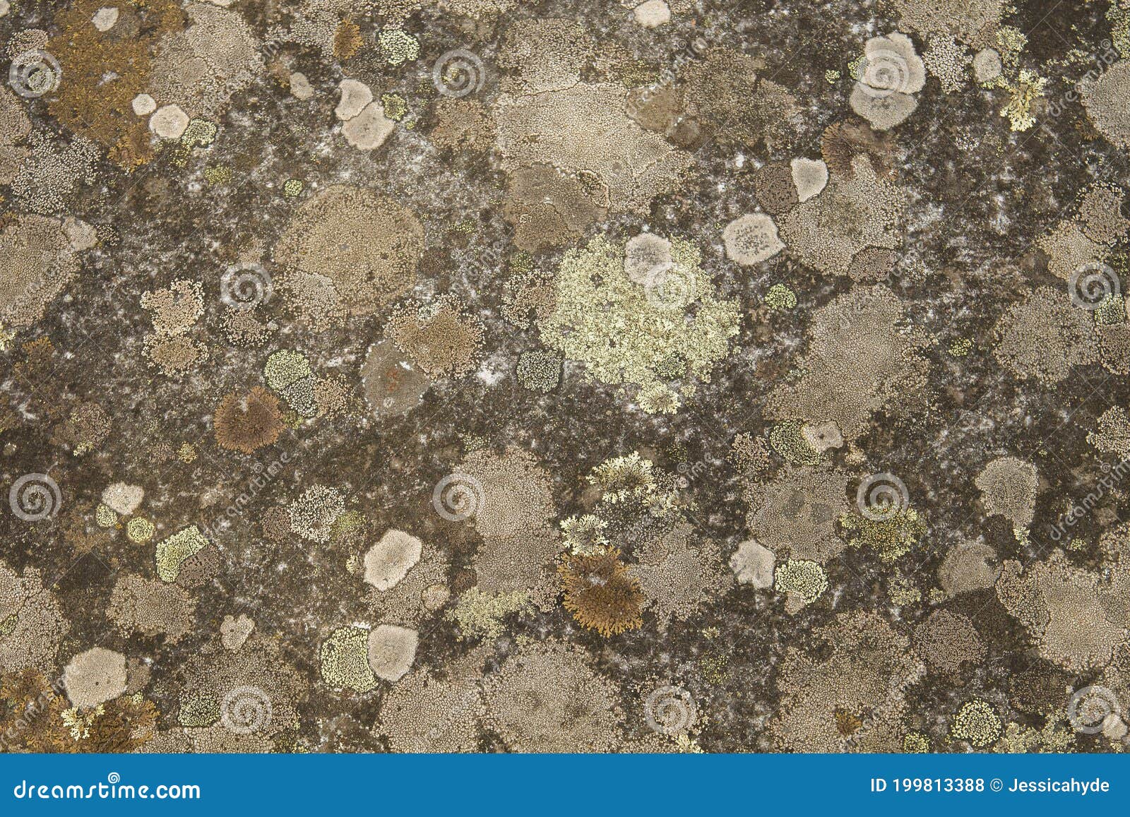 Lichens texture stock photo. Image of ecosystem, biology - 199813388