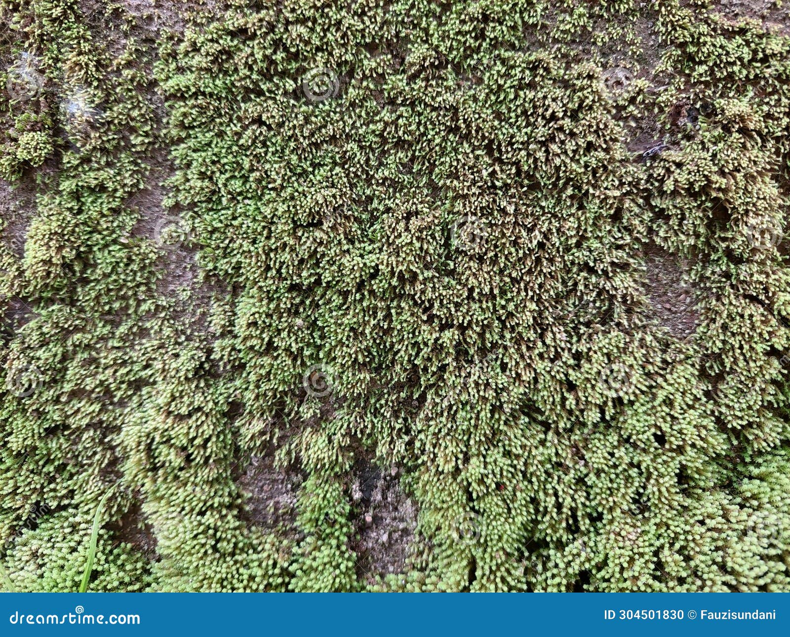 Lichens Live on Rocks, Logs, Trees, and on the Ground. Lichens are ...
