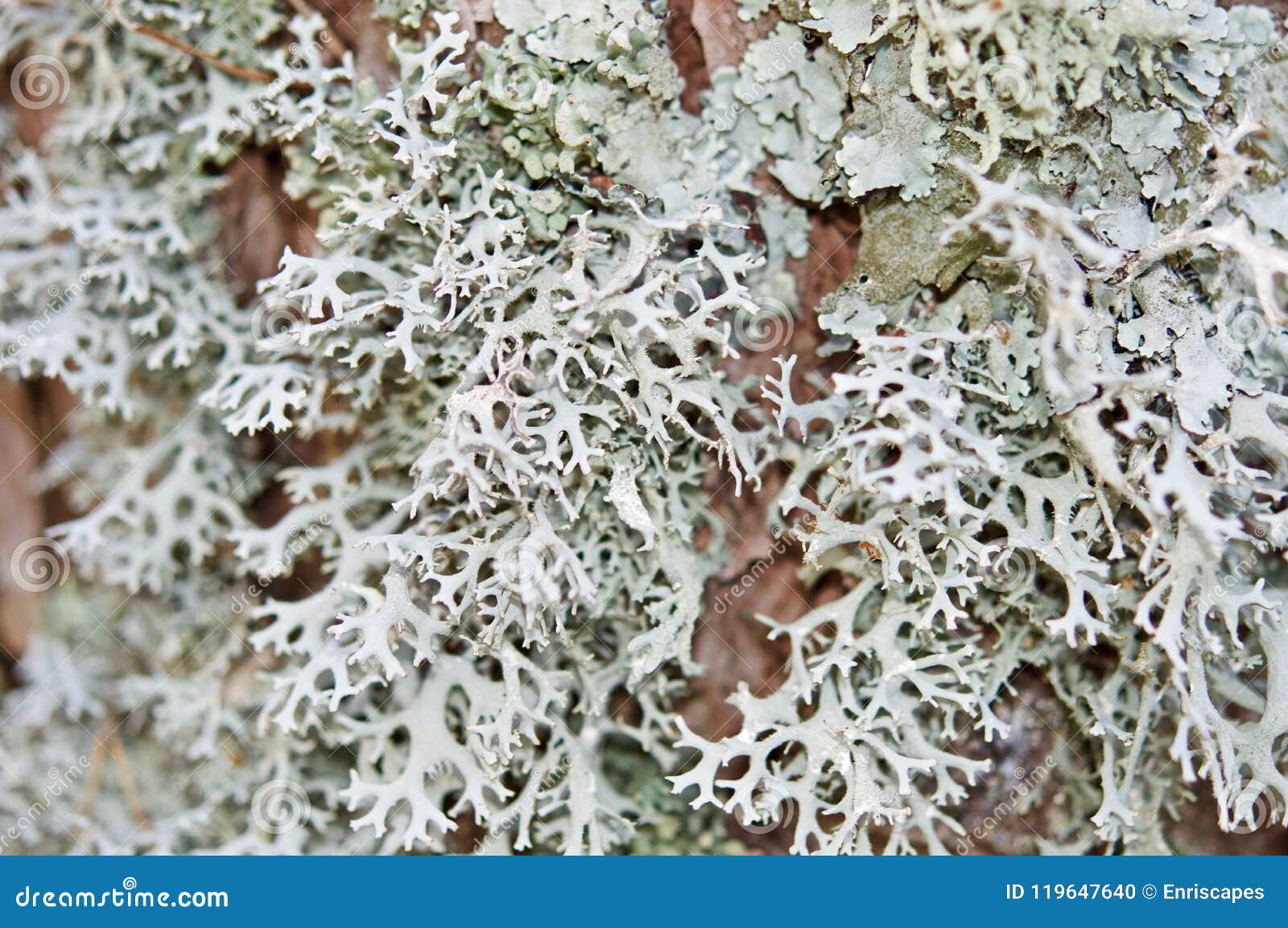 Lichens in macro view stock photo. Image of texture - 119647640