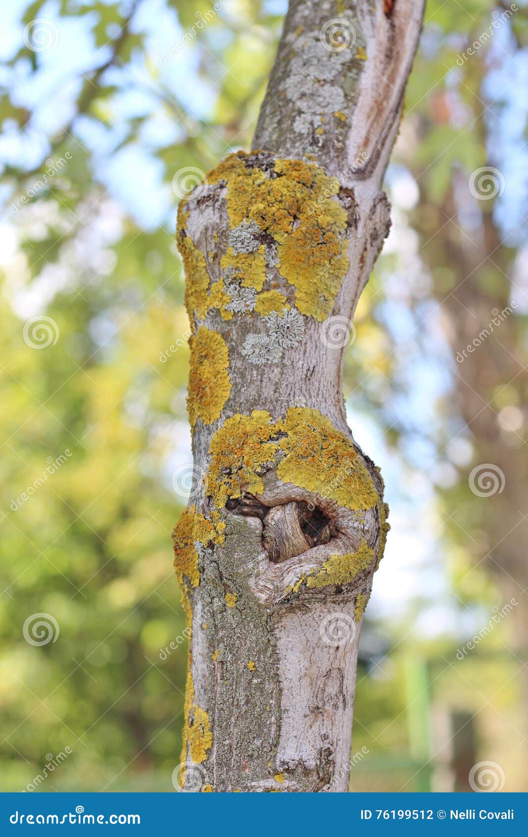 Lichens on Maple Tree Trunk Stock Photo - Image of crustose, trunk ...