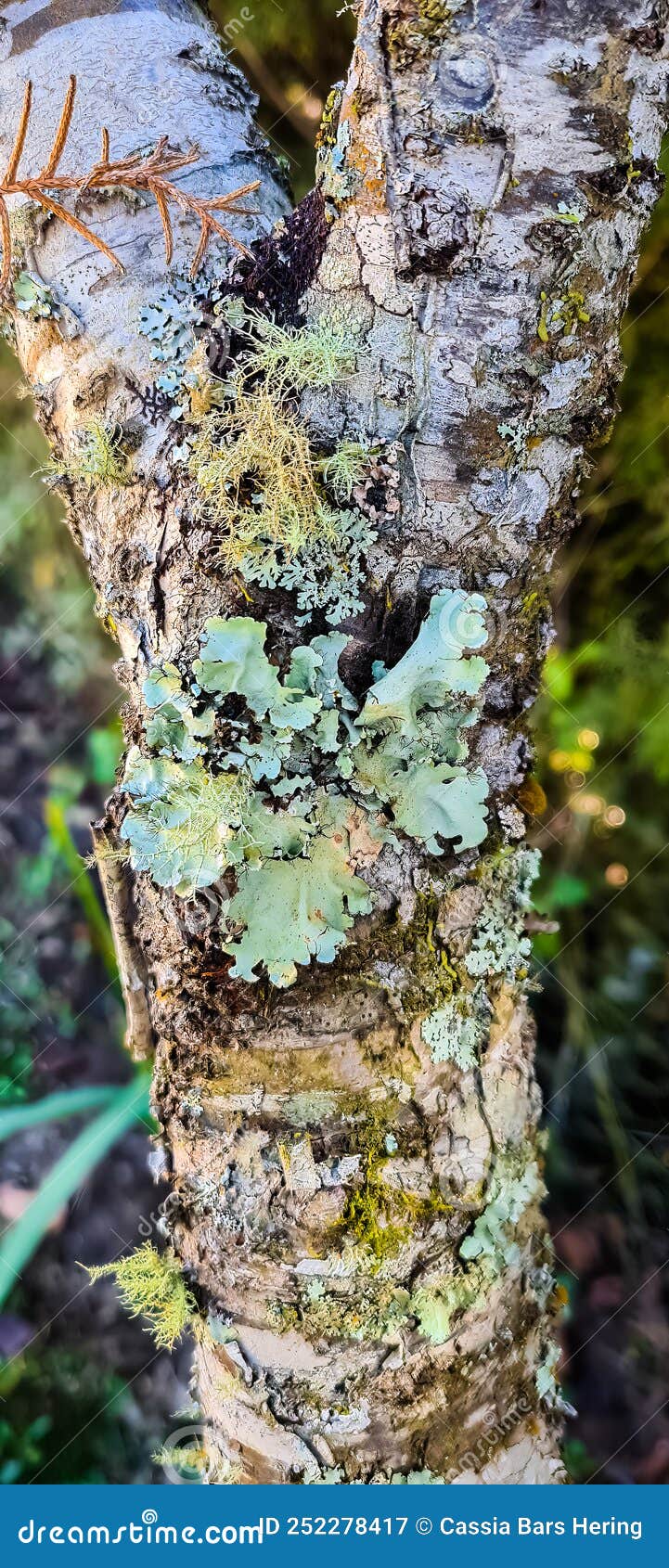 Lichens and Moss Growing on the Trunk of a Tree. Stock Image - Image of ...