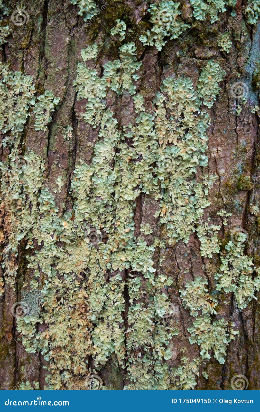 Lichens, Moss and Mushrooms on a Rotten Tree Stock Photo - Image of ...