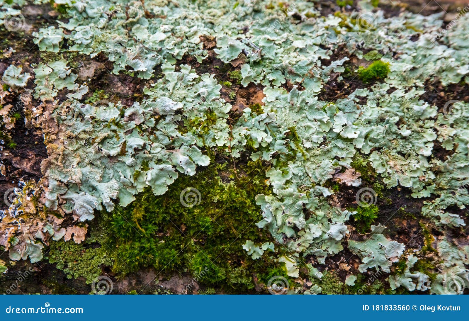 Lichens, Moss and Mushrooms on a Rotten Tree Stock Photo - Image of ...