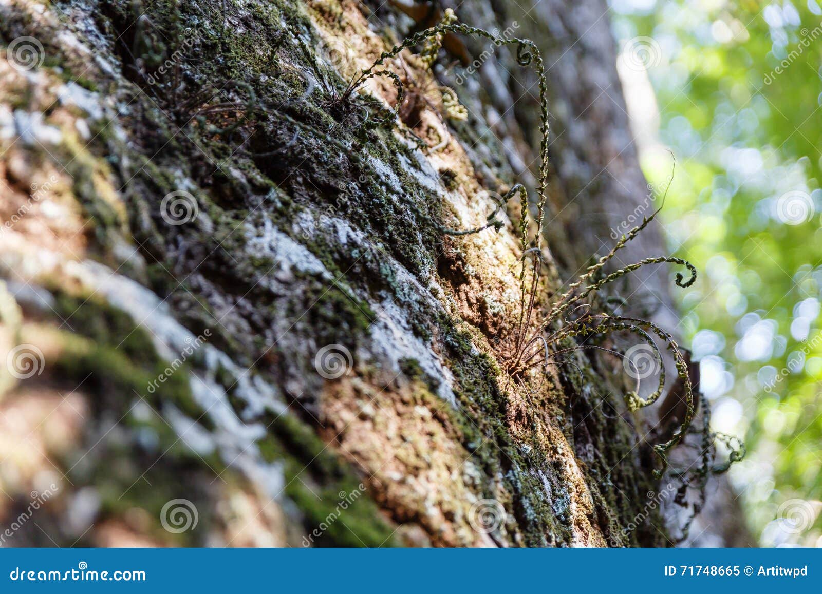 Lichens and Parasite that Growing on the Tree Stock Image - Image of ...