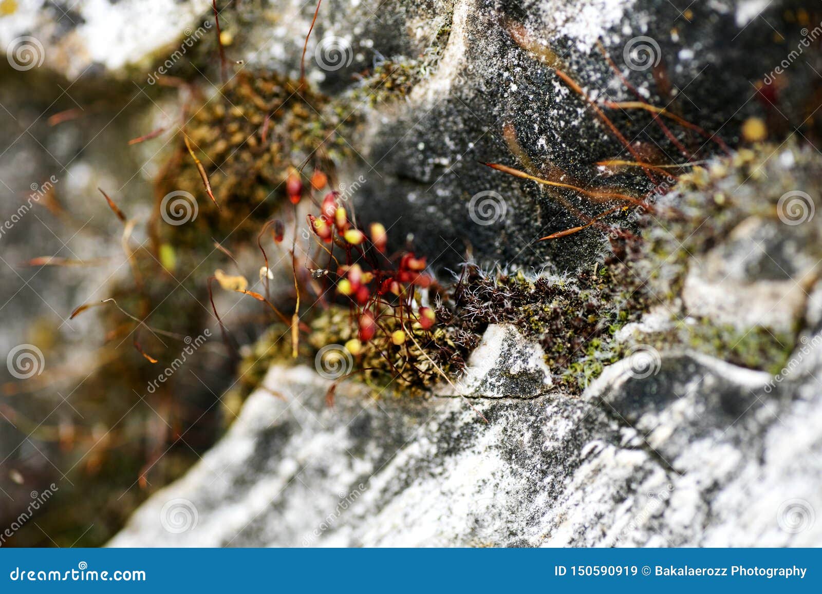 Lichens on Rock Macro Backgrounds Wallpapers High Quality Resolution ...