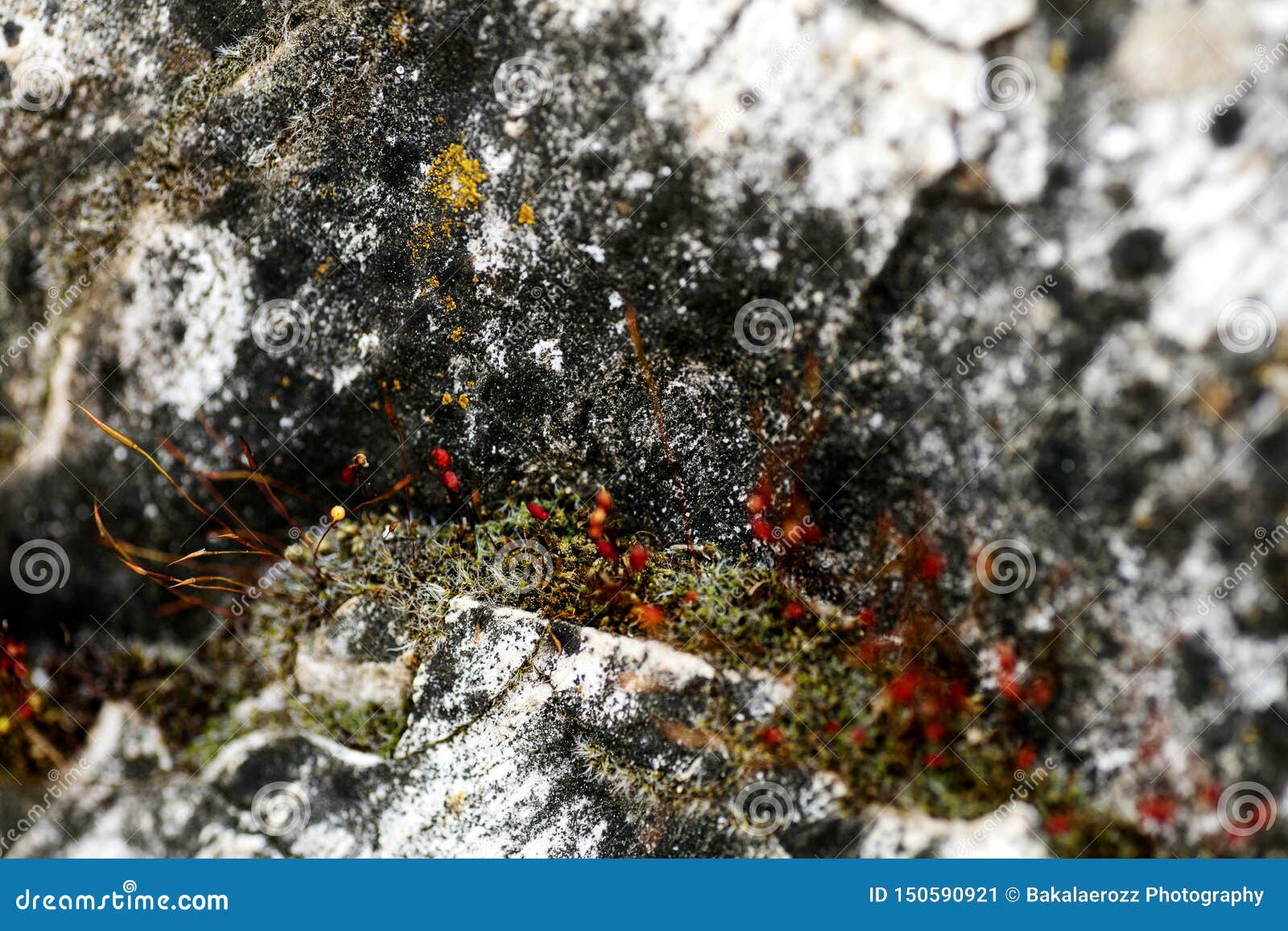 Lichens on Rock Macro Backgrounds Wallpapers High Quality Resolution ...