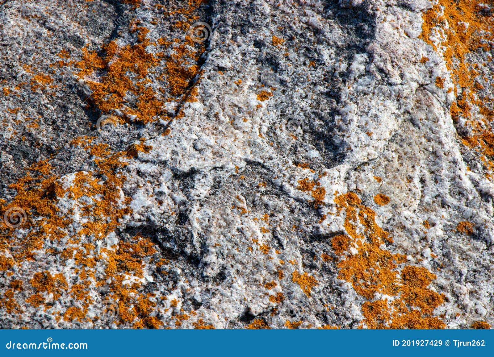 Lichens Growing on the Rocks Stock Image - Image of background, lichen ...