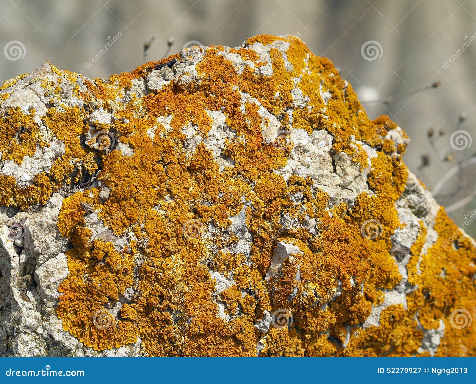 Lichens on rocks stock image. Image of lichens, lichenology - 52279927