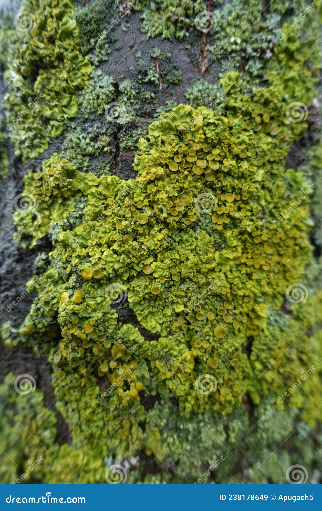 Lichens in Shades of Green and Yellow on Wet Bark Stock Image - Image ...