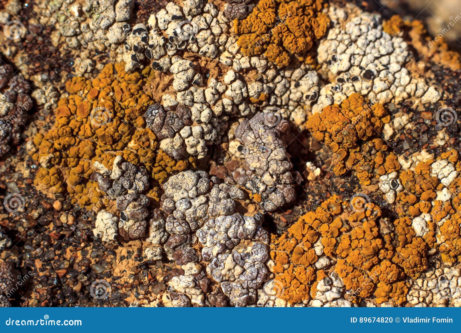 Lichens on a stone. stock photo. Image of lies, threaded - 89674820