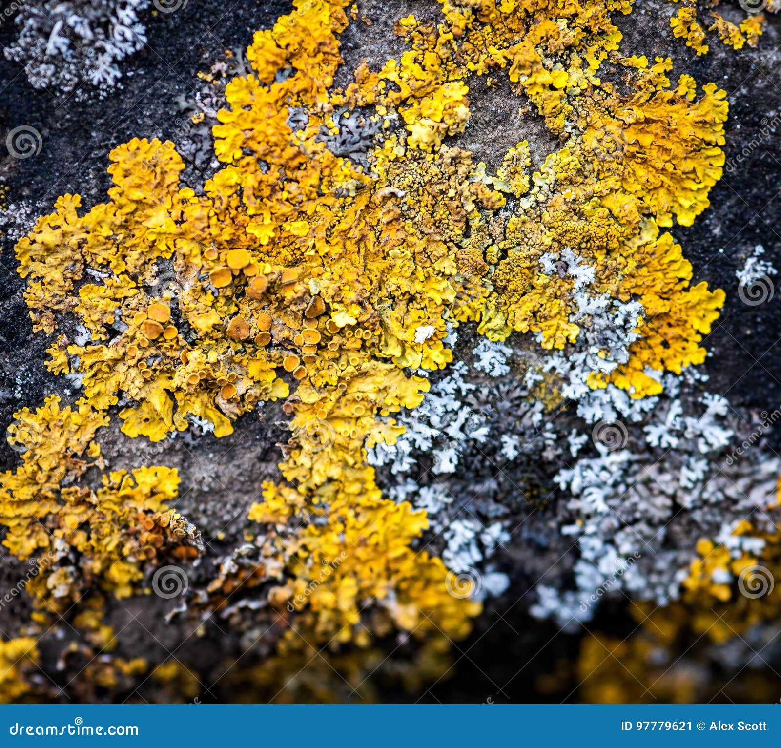 Lichens Stock Photos - Download 9,619 Royalty Free Photos