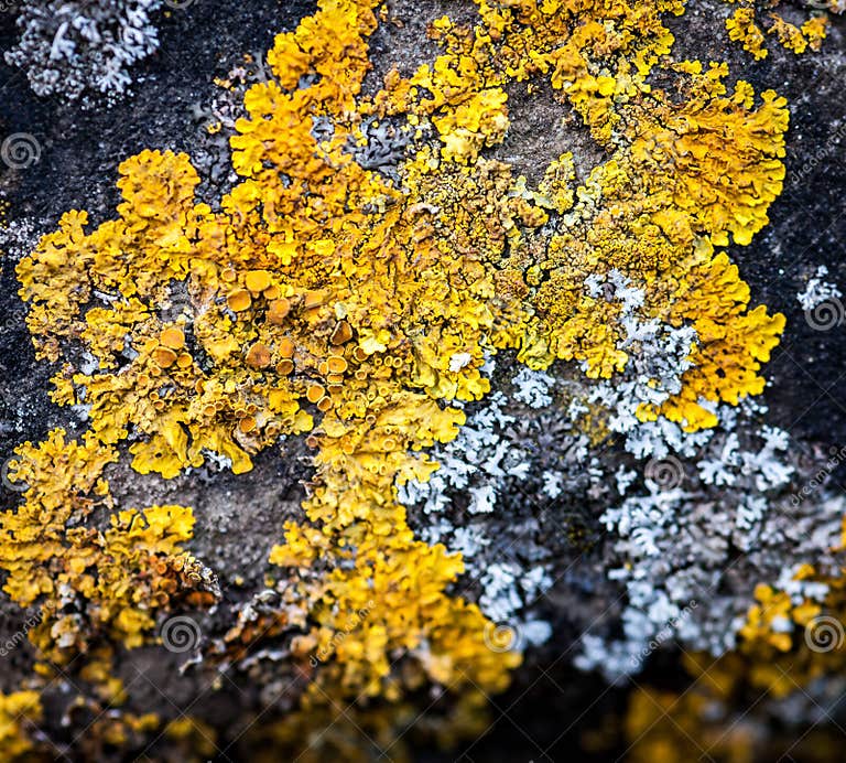 Lichens on stone stock image. Image of colonisers, wildlife - 97779621