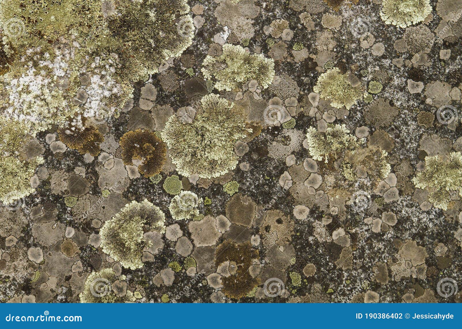 Lichens on stone stock photo. Image of granite, geology - 190386402