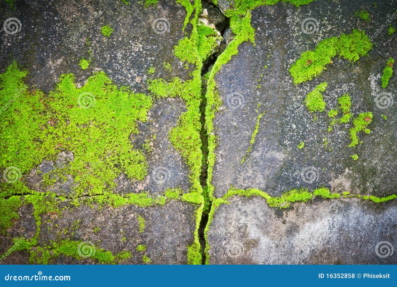 Lichens texture stock photo. Image of detail, mossy, close - 16352858