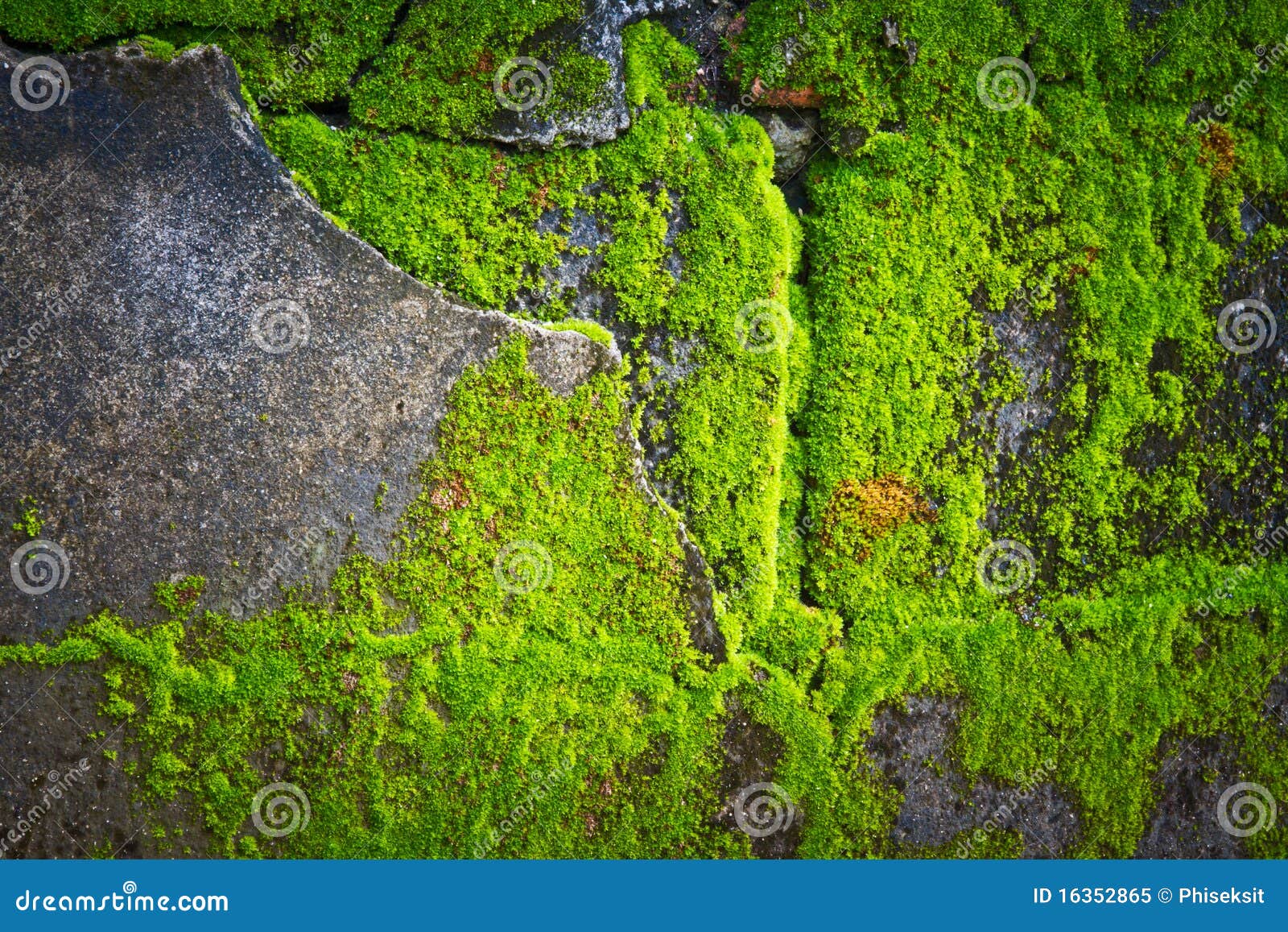 Lichens texture stock image. Image of fresh, close, environment - 16352865