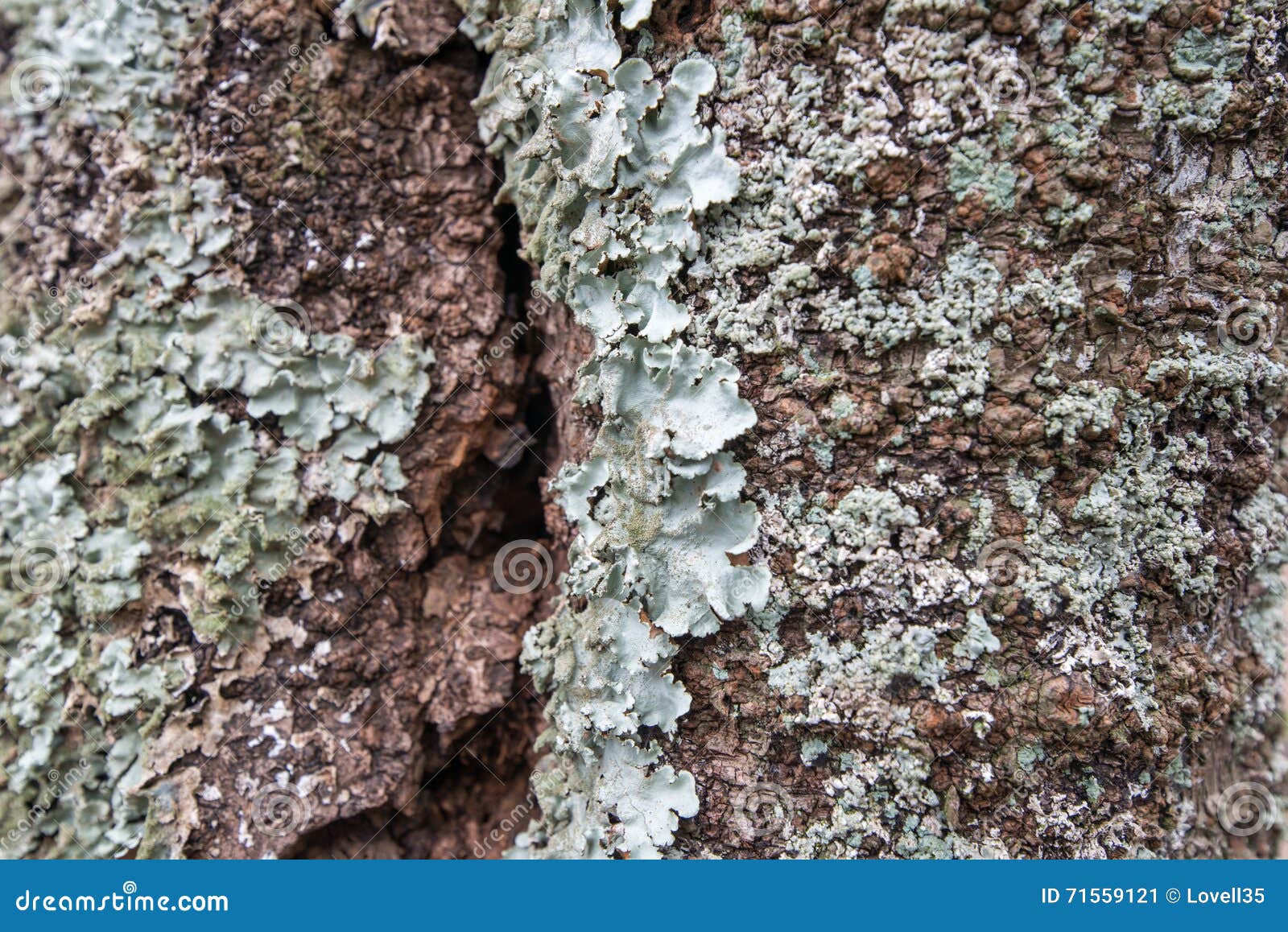 Lichens On Tree Bark Stock Image | CartoonDealer.com #71559121