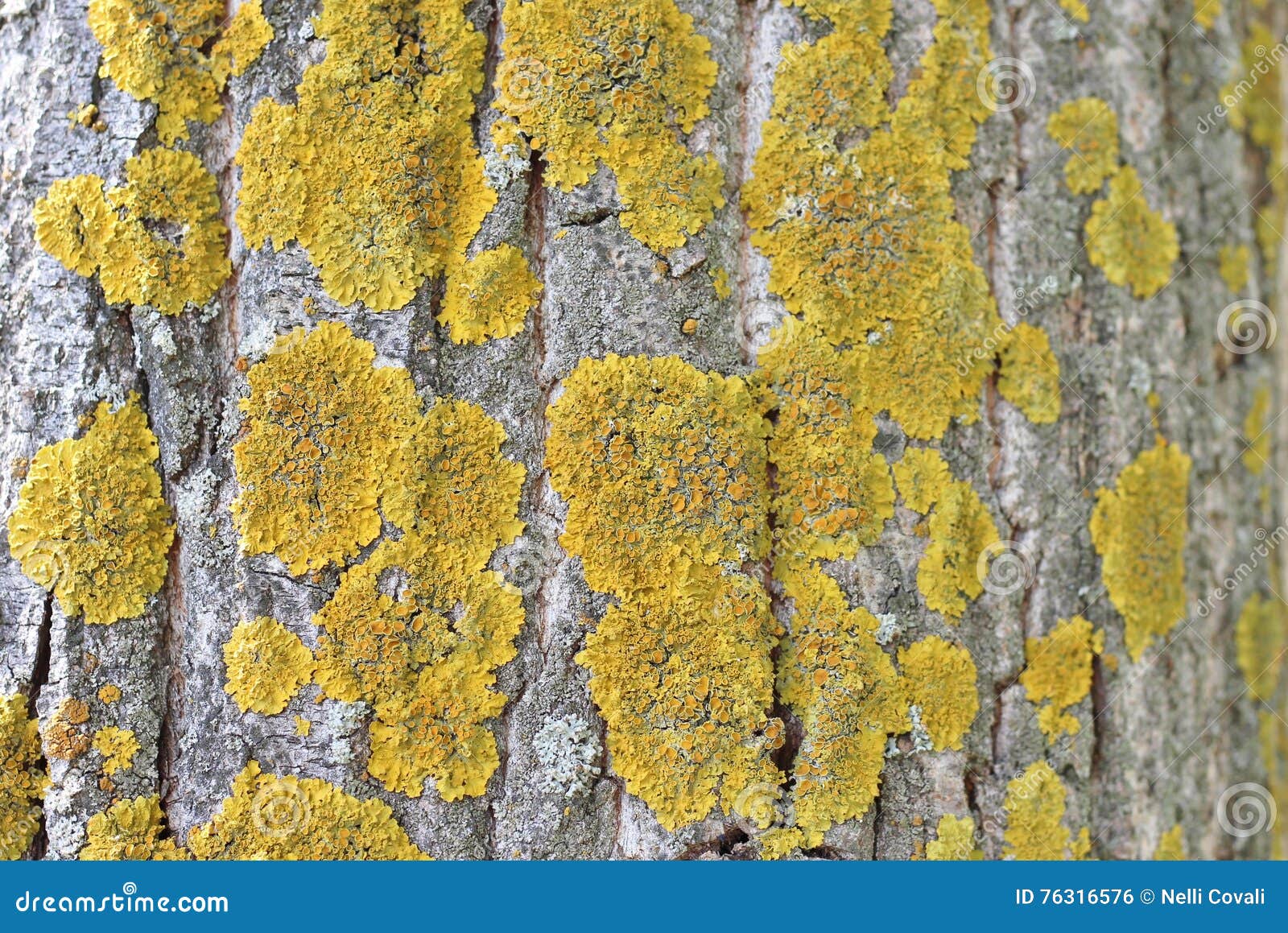 Yellow Crustose Lichen On A Tree Trunk, Close-up. Fruit Tree Bark ...