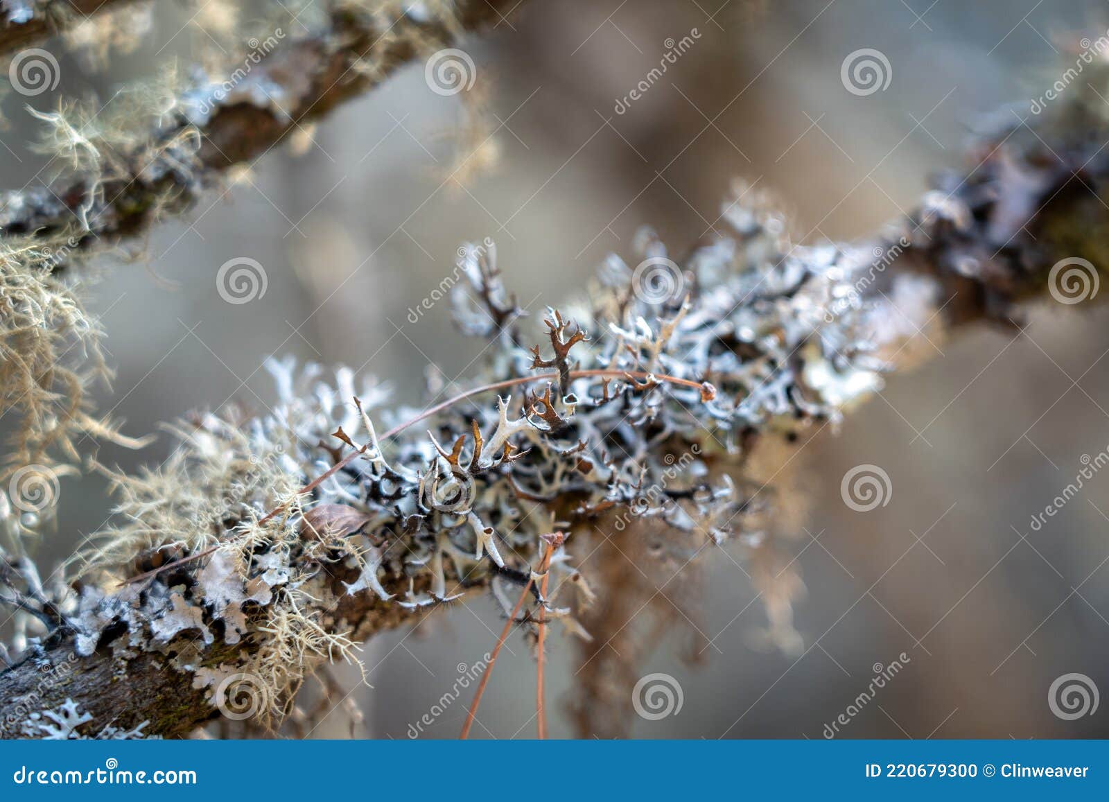Lichens on Tree Branch stock photo. Image of prunastri - 220679300