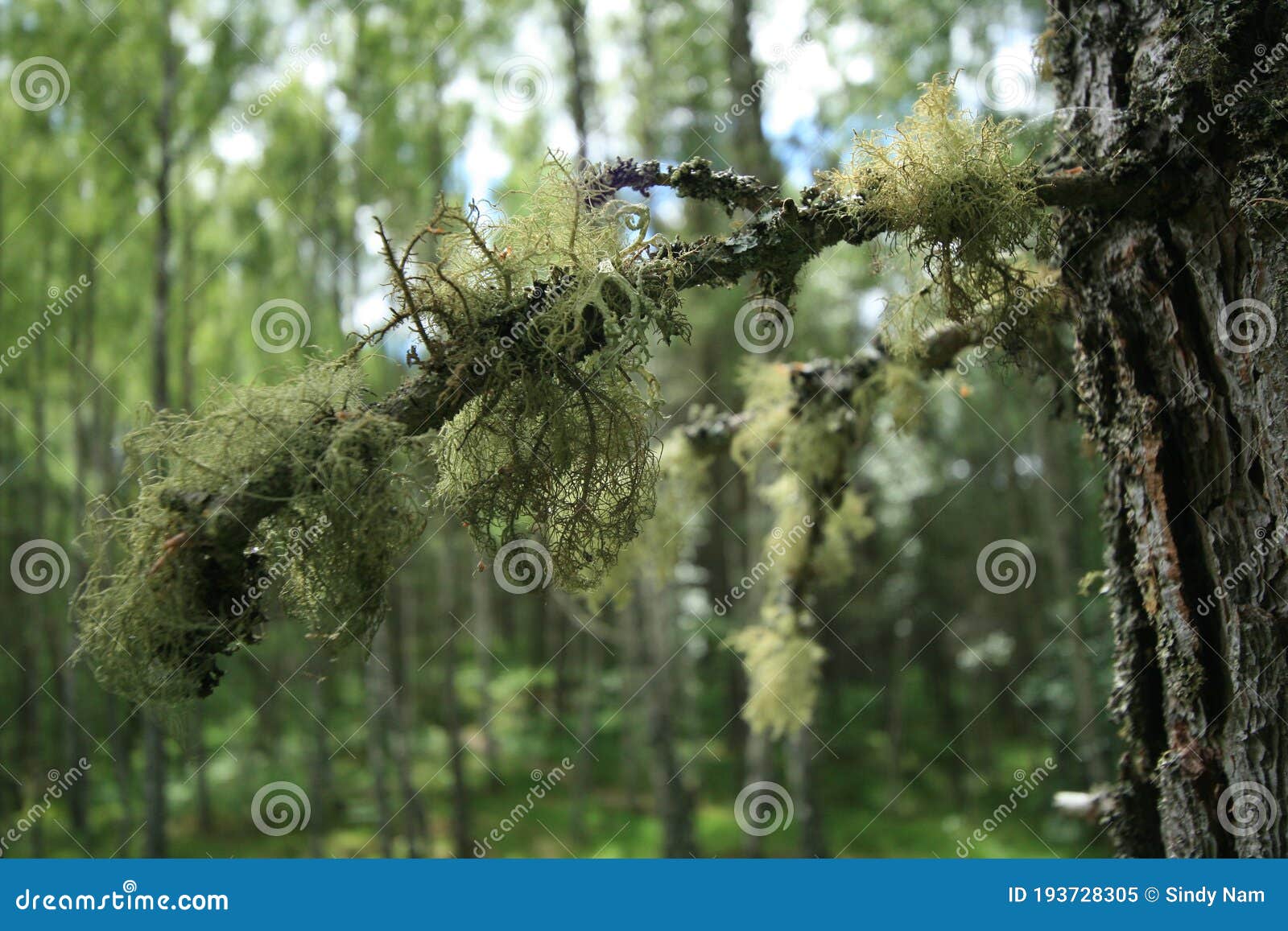 Lichens on tree branches stock image. Image of lichens - 193728305