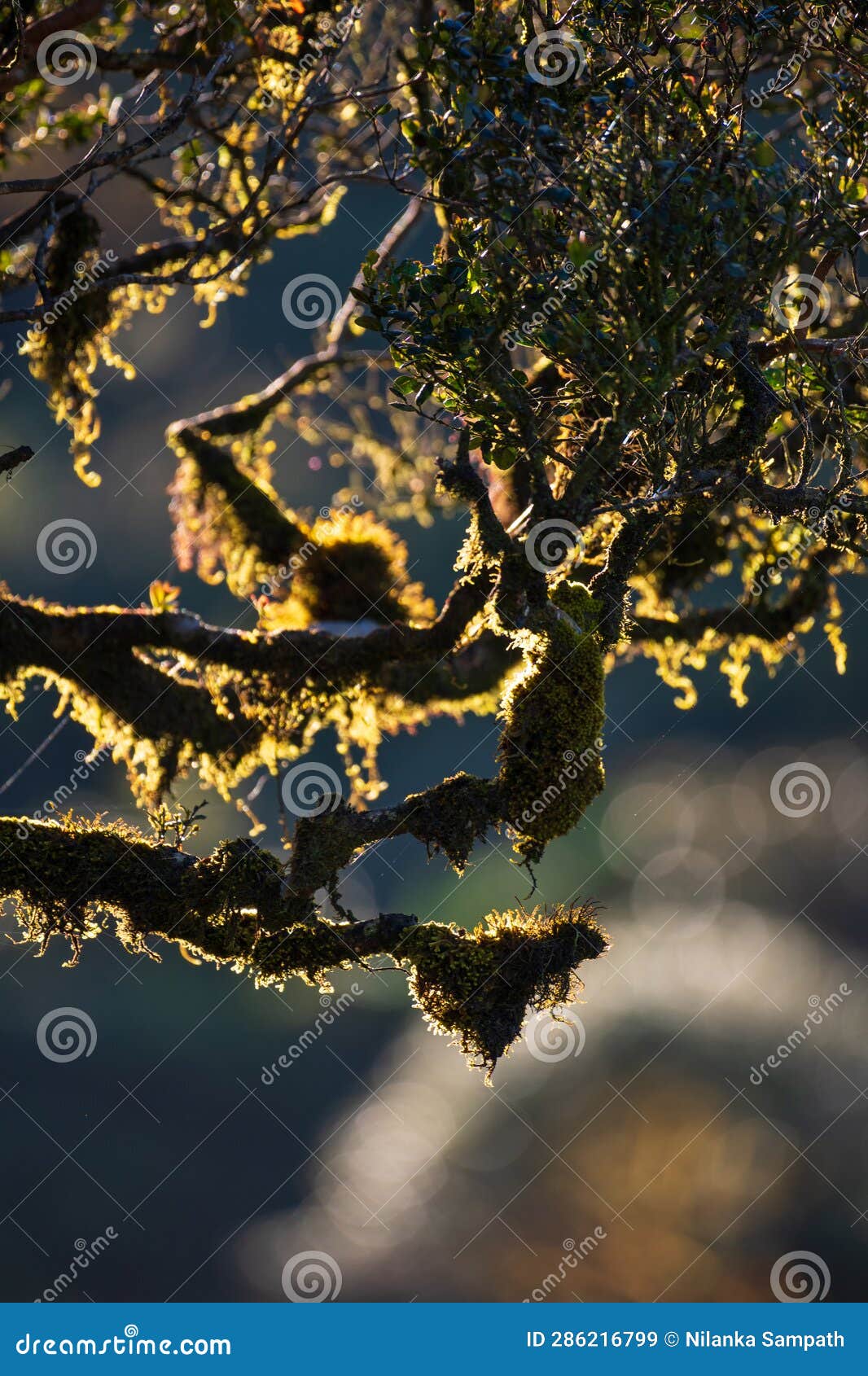Lichens On Tree Trunk Stock Photography | CartoonDealer.com #162159650