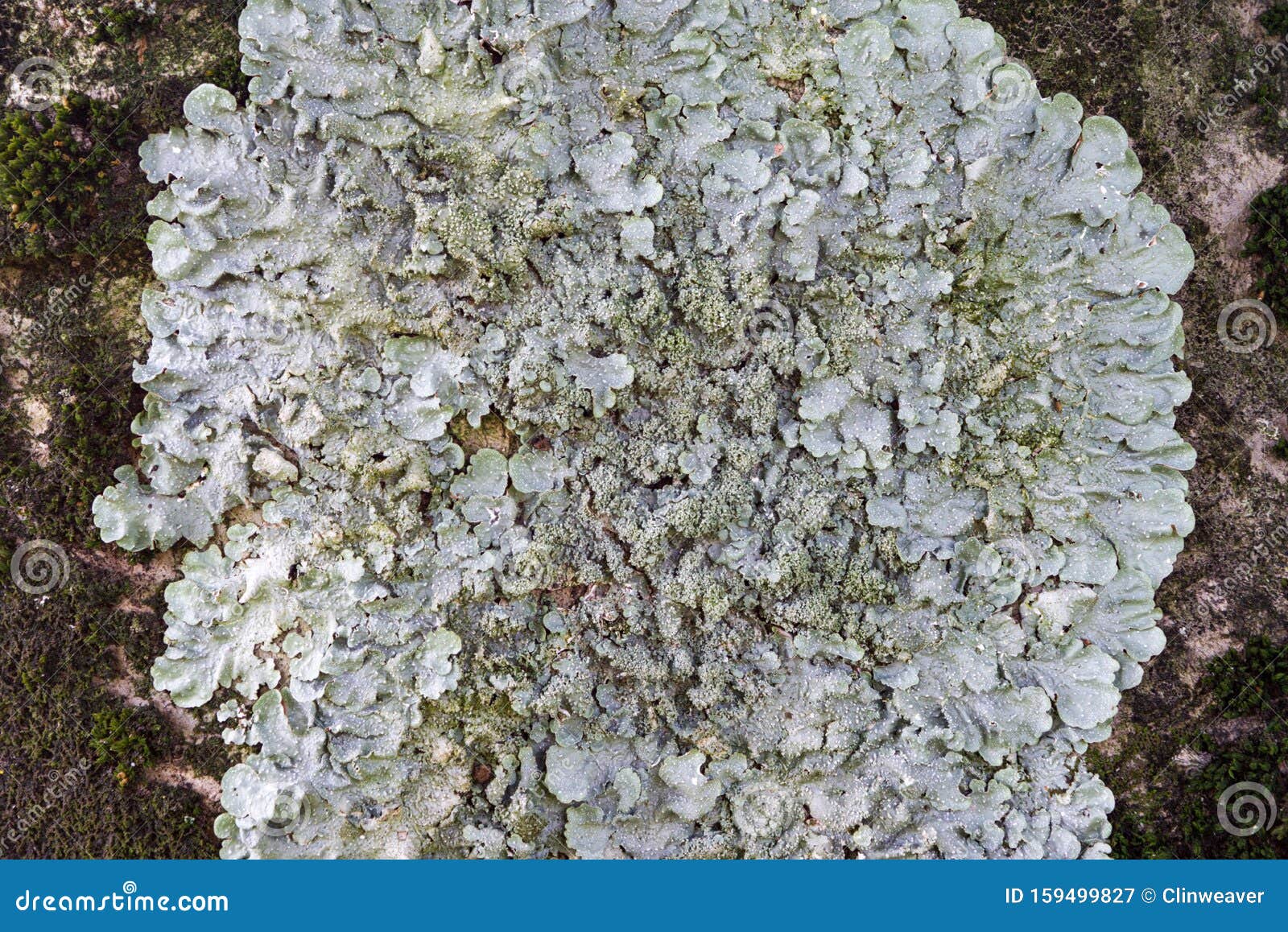 Lichens on Tree stock image. Image of flora, lichens - 159499827