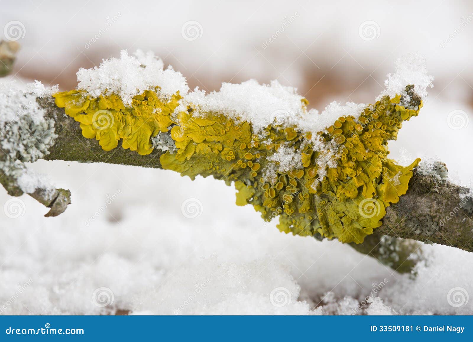 Lichens on tree stock image. Image of branch, botanical - 33509181