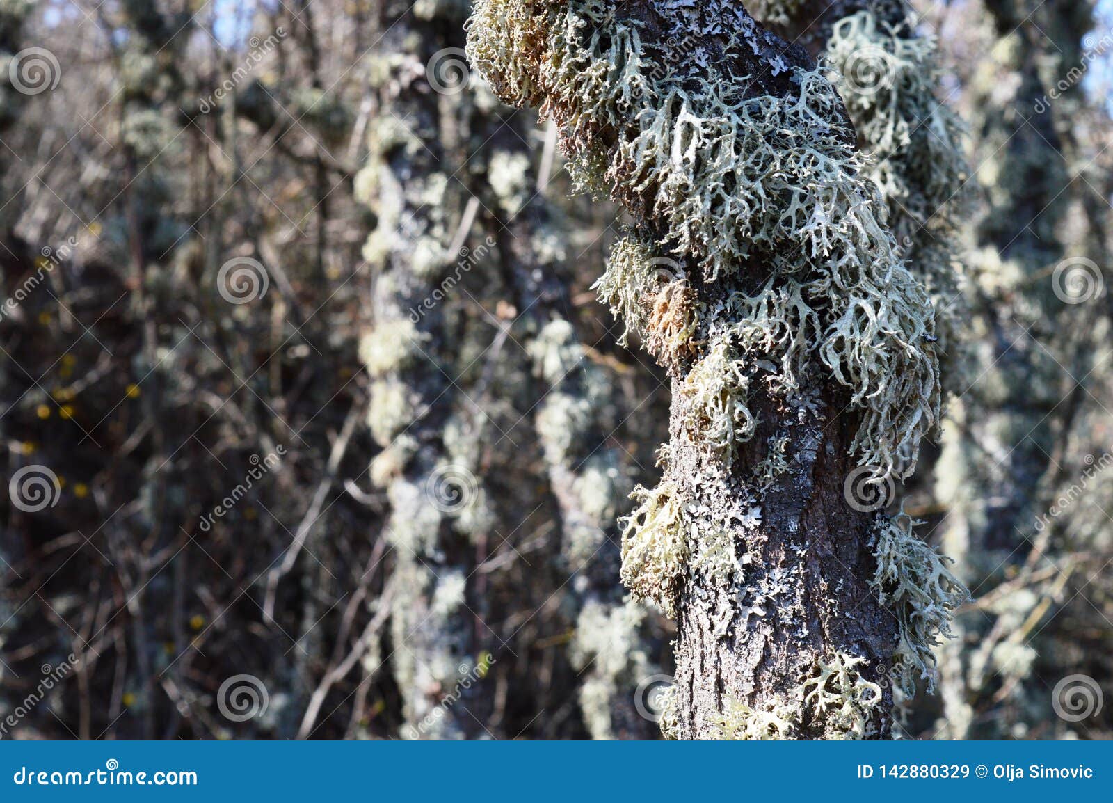 Lichens on the trees stock image. Image of shadow, trees - 142880329