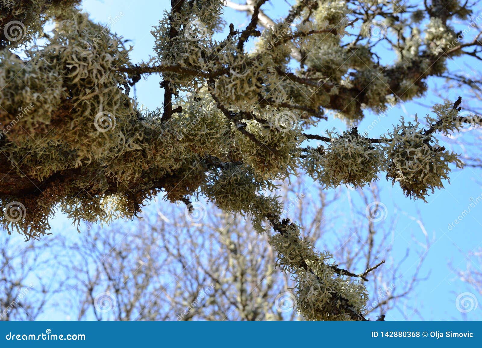 Lichens on the trees stock photo. Image of shadow, branch - 142880368