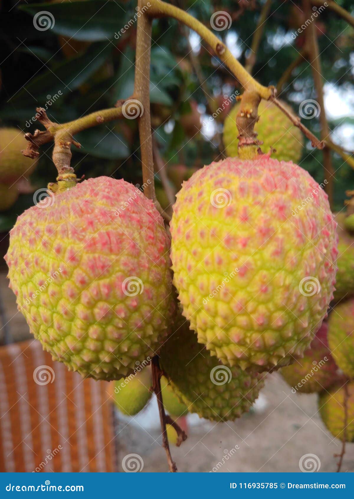Lichi imagem de stock. Imagem de fruta - 116935785