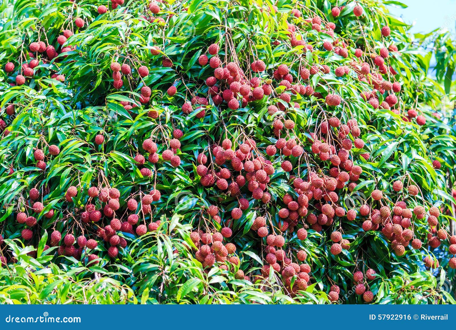 Lichi foto de archivo. Imagen de salud, asia, primer - 57922916