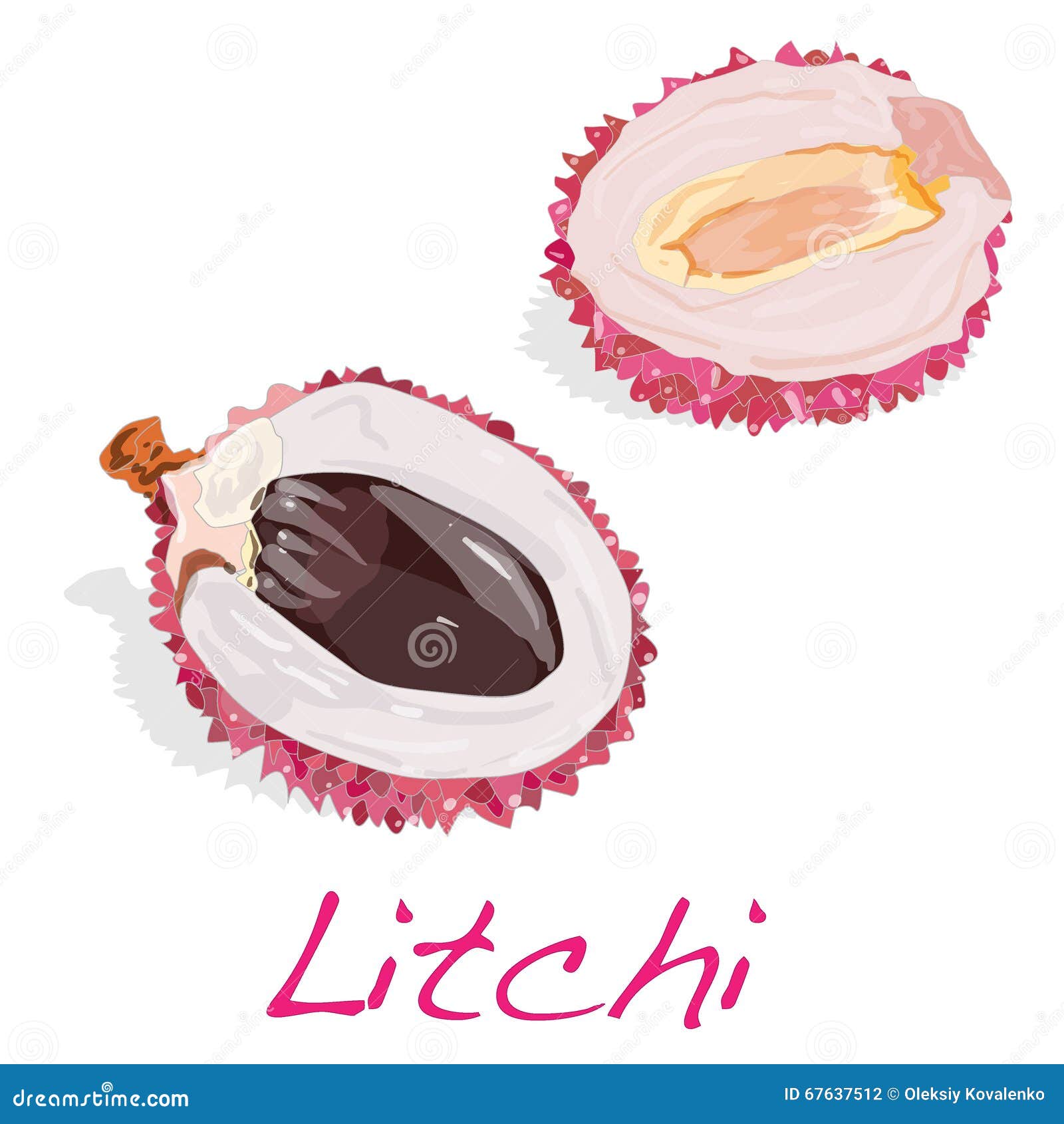 Lichi aislado Vector ilustración del vector. Ilustración de rosa - 67637512