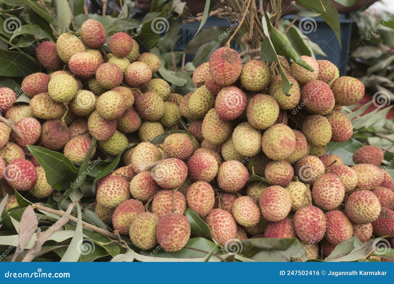Lichi is a flavour fruit stock photo. Image of crop - 247502416