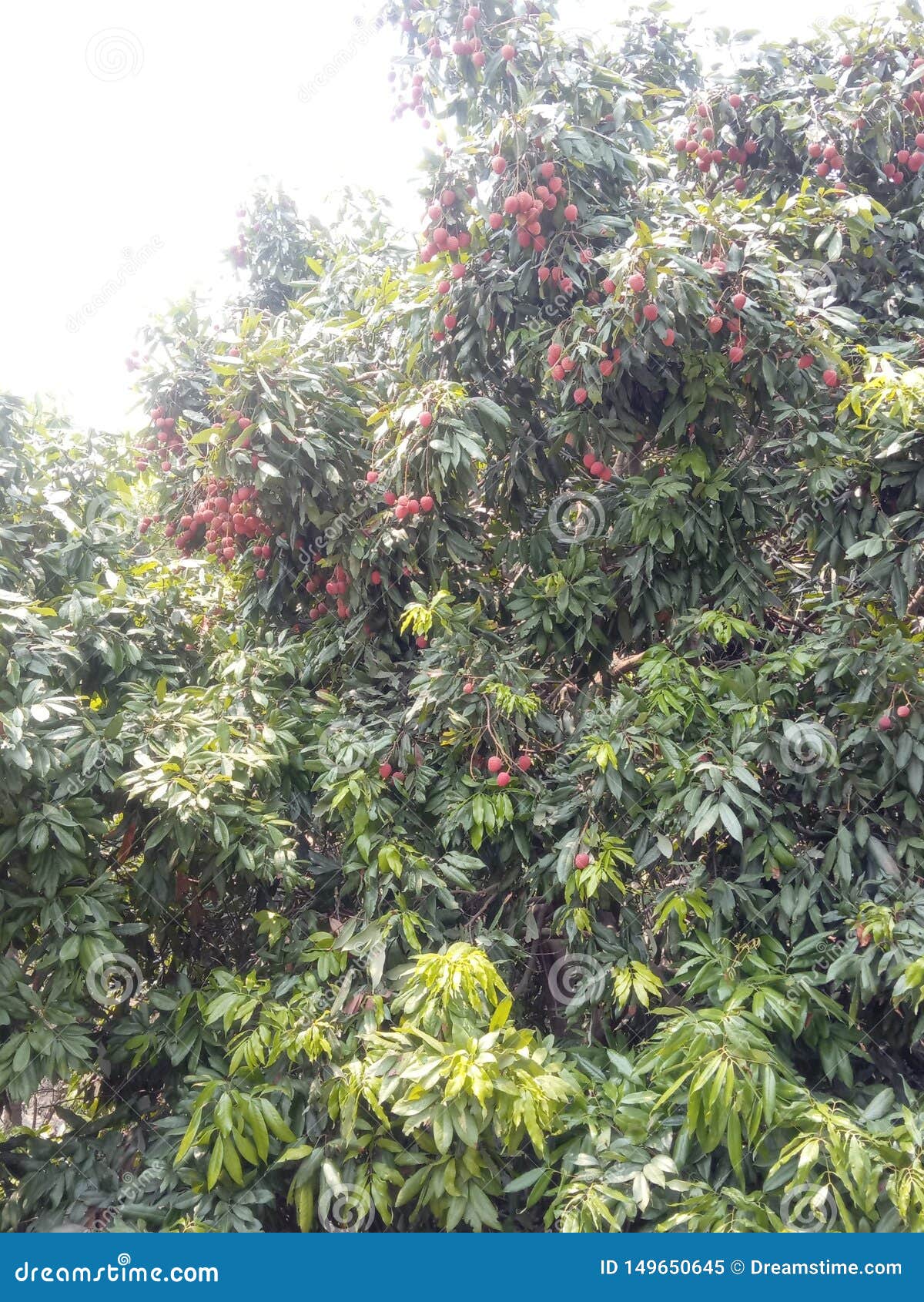 Lichi stock image. Image of tree, lichi, green, sweet - 149650645