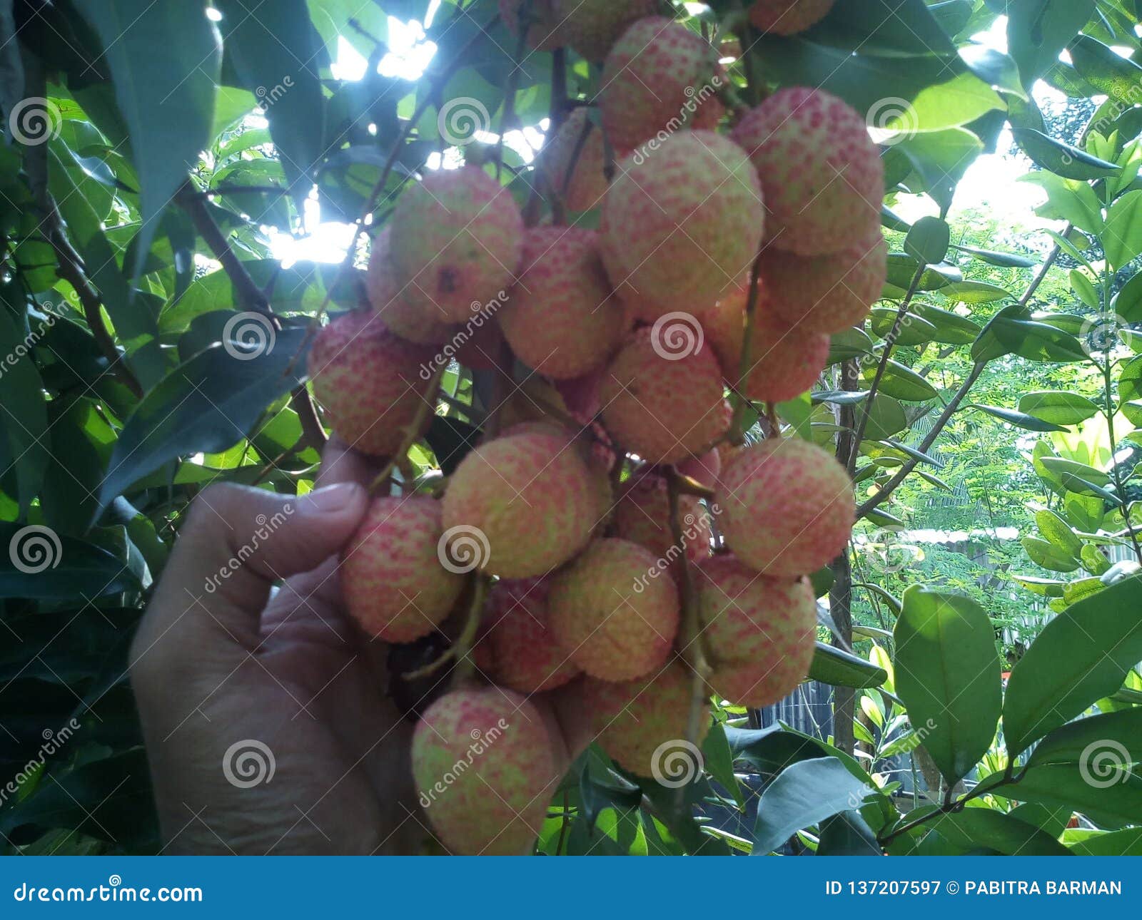 Lichi stock image. Image of ripelichi, sweetlichi, lichi - 137207597
