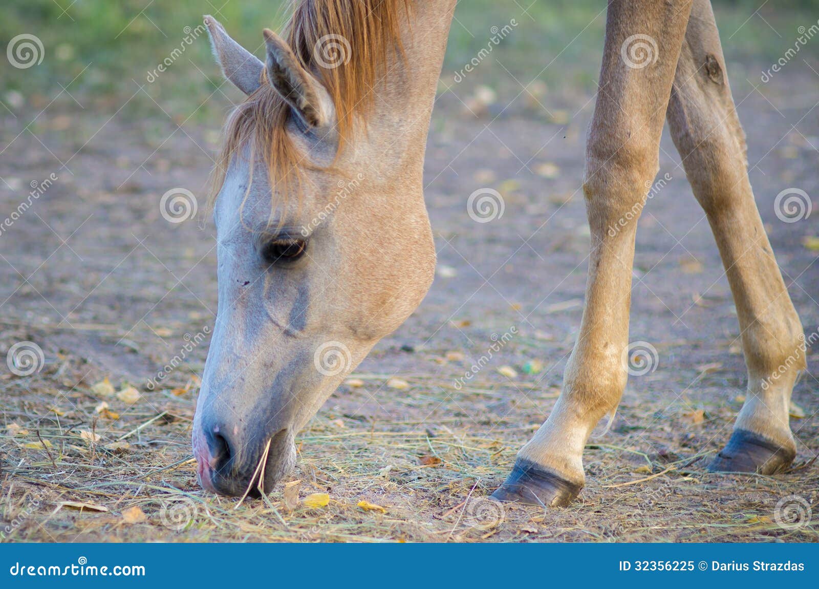 Lichtbruin paard stock afbeelding. Image of uitziend - 32356225