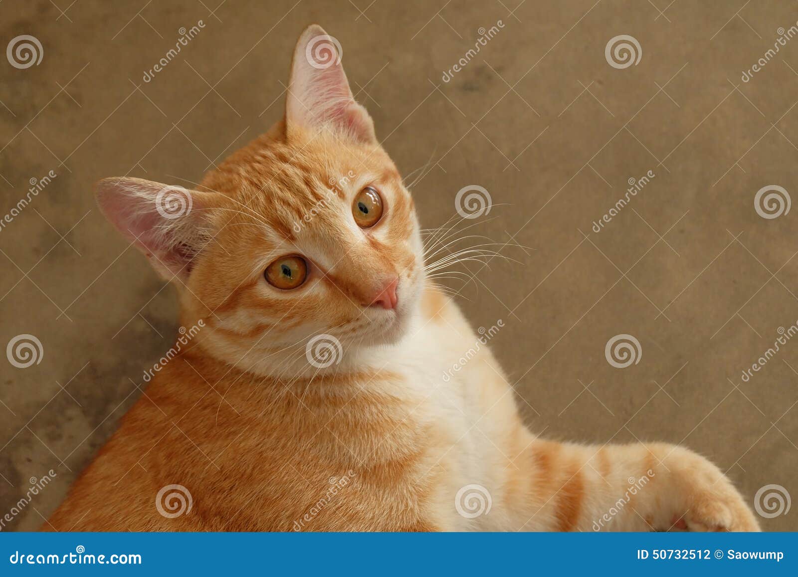 Lichtbruine kat stock foto. Image of licht, gezicht, slim - 50732512