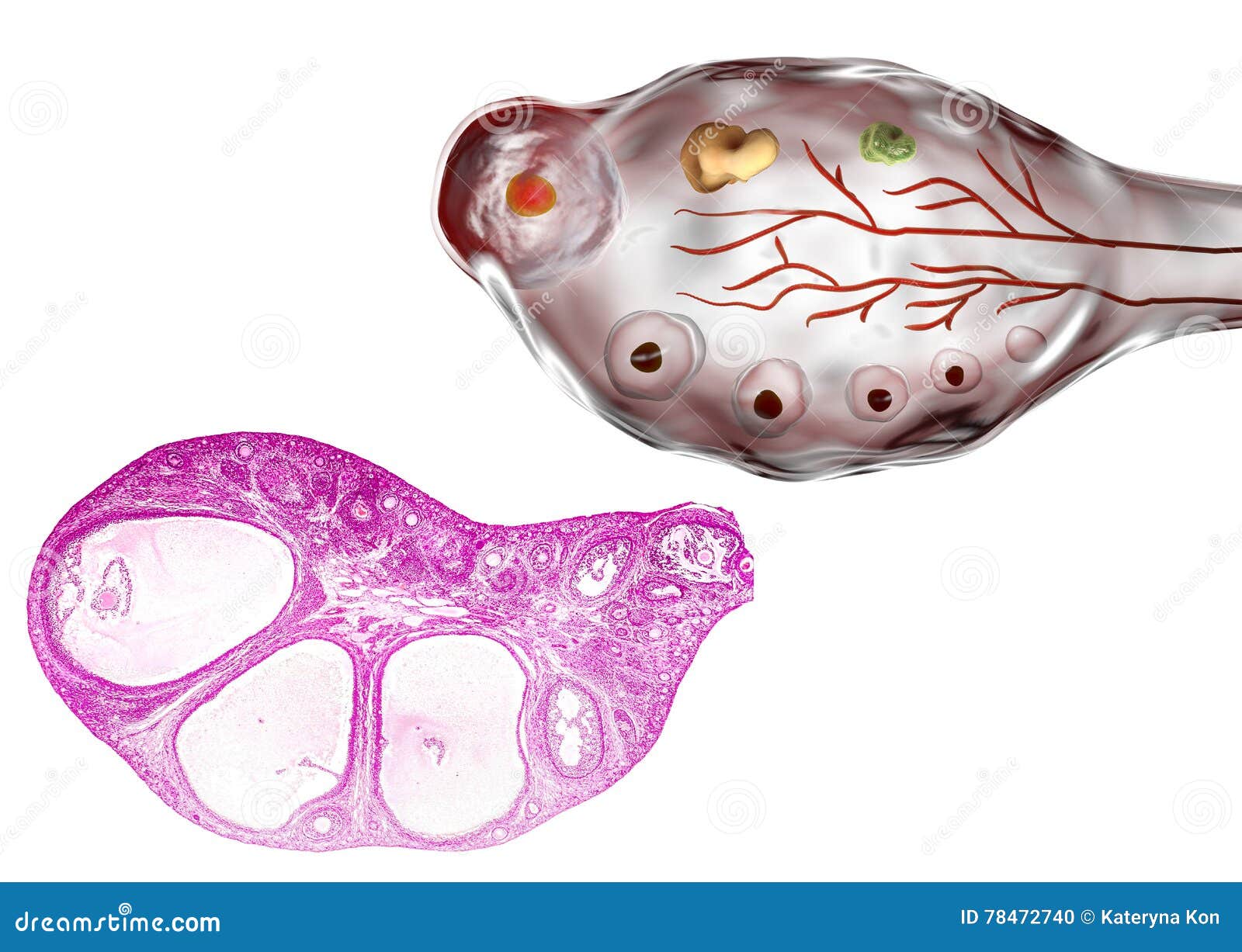 Lichte Micrograaf En Illustratie Van Eierstok Stock Illustratie ...