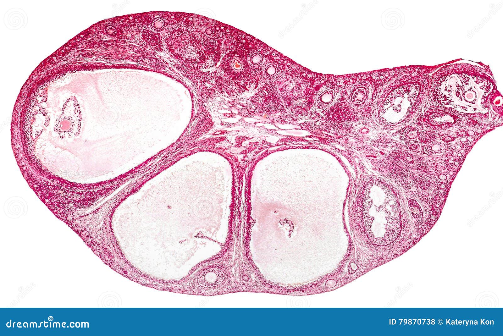 Lichte Micrograaf Van Eierstok Stock Foto - Image of dier, eierstok ...