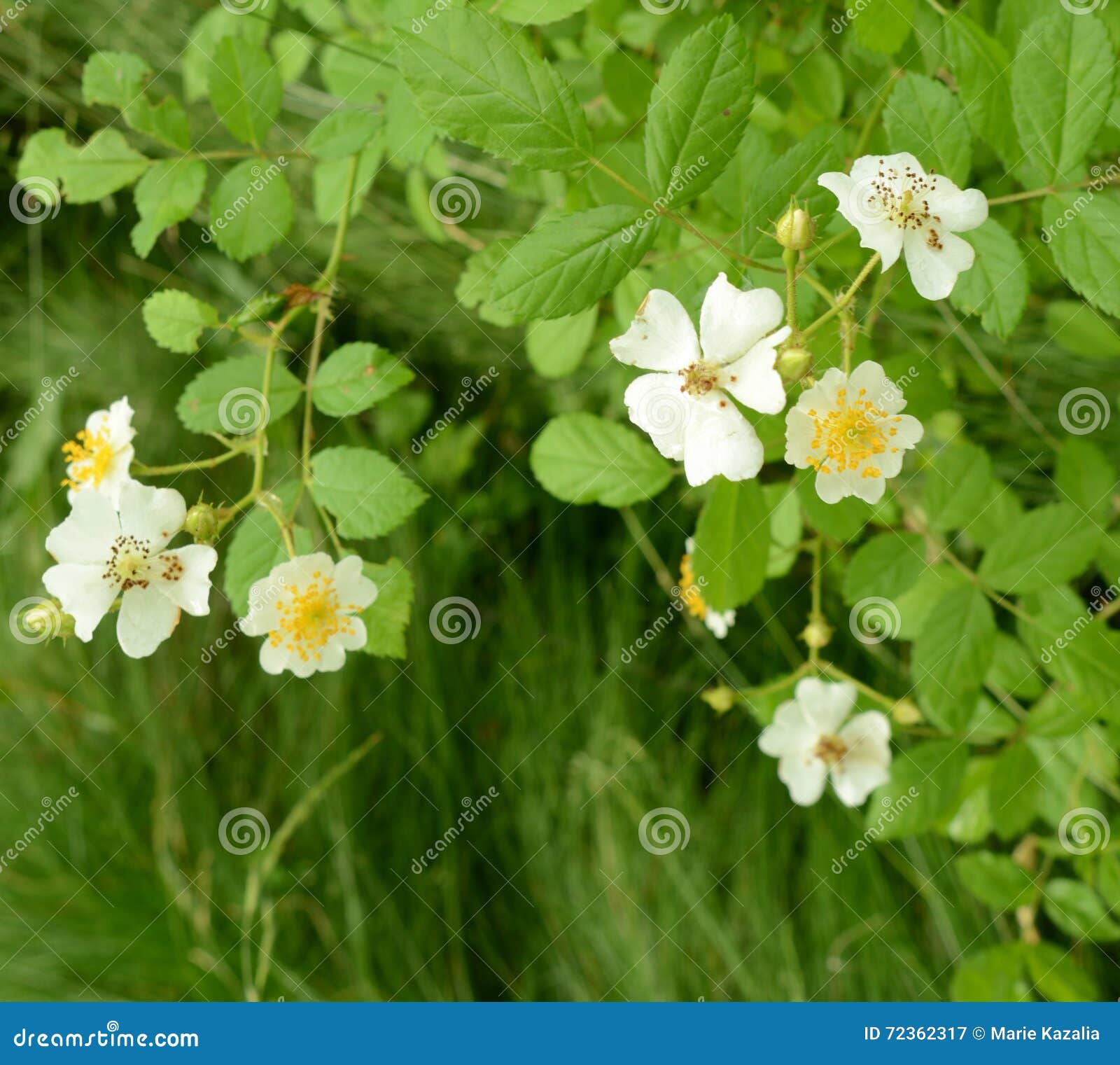 Lichtere Gestemde Groene Bladeren Achter Wilde Rozen Stock Afbeelding ...